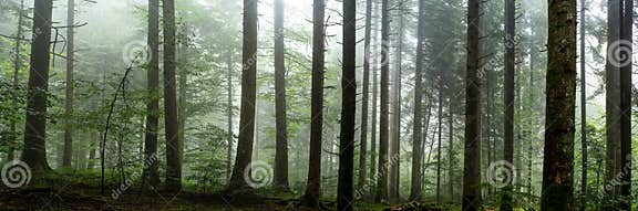 Panoramic Underwood with Back Light Stock Photo - Image of underwood ...