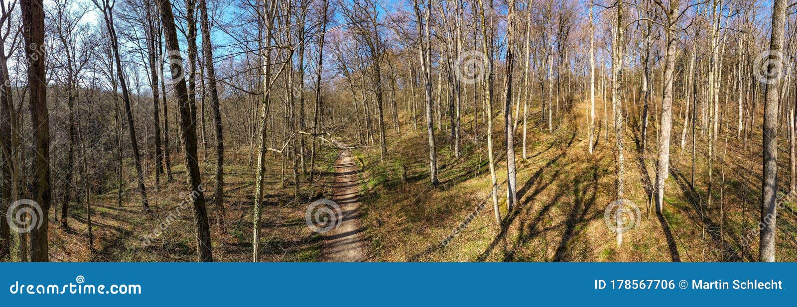Panoramic View from the Air of a Forest Stock Photo - Image of path ...