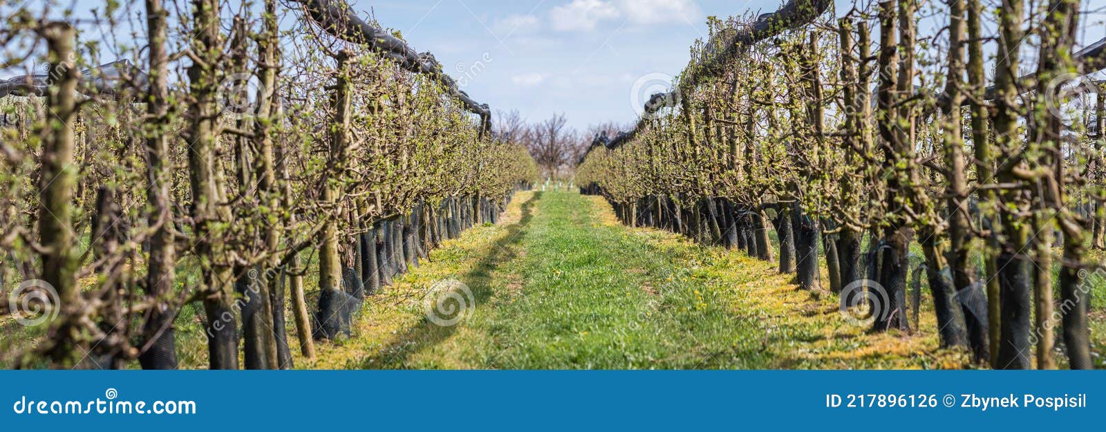 Panoramic View at Apple Orchard with Fruit Trees Stock Photo - Image of ...