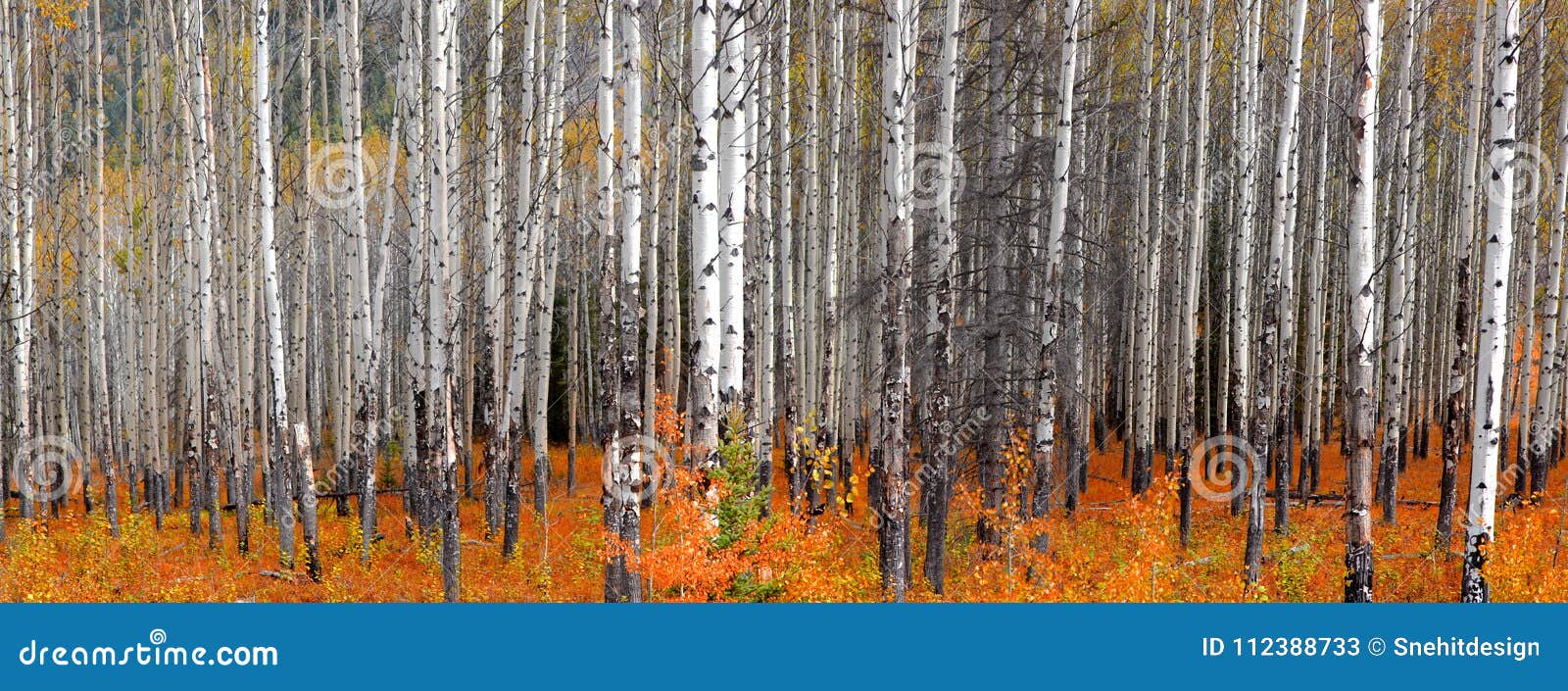 Panoramic View of Aspen Trees in Autumn Time Stock Image - Image of ...