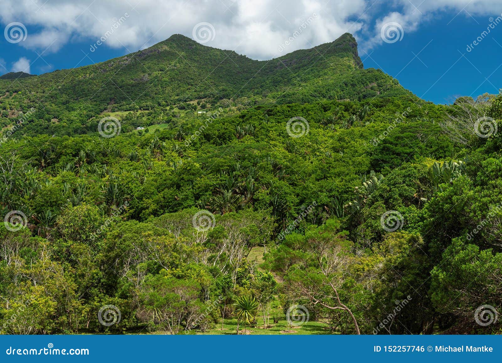 Panoramic View of Black River Gorges National Park, Gorges Viewpoint in ...