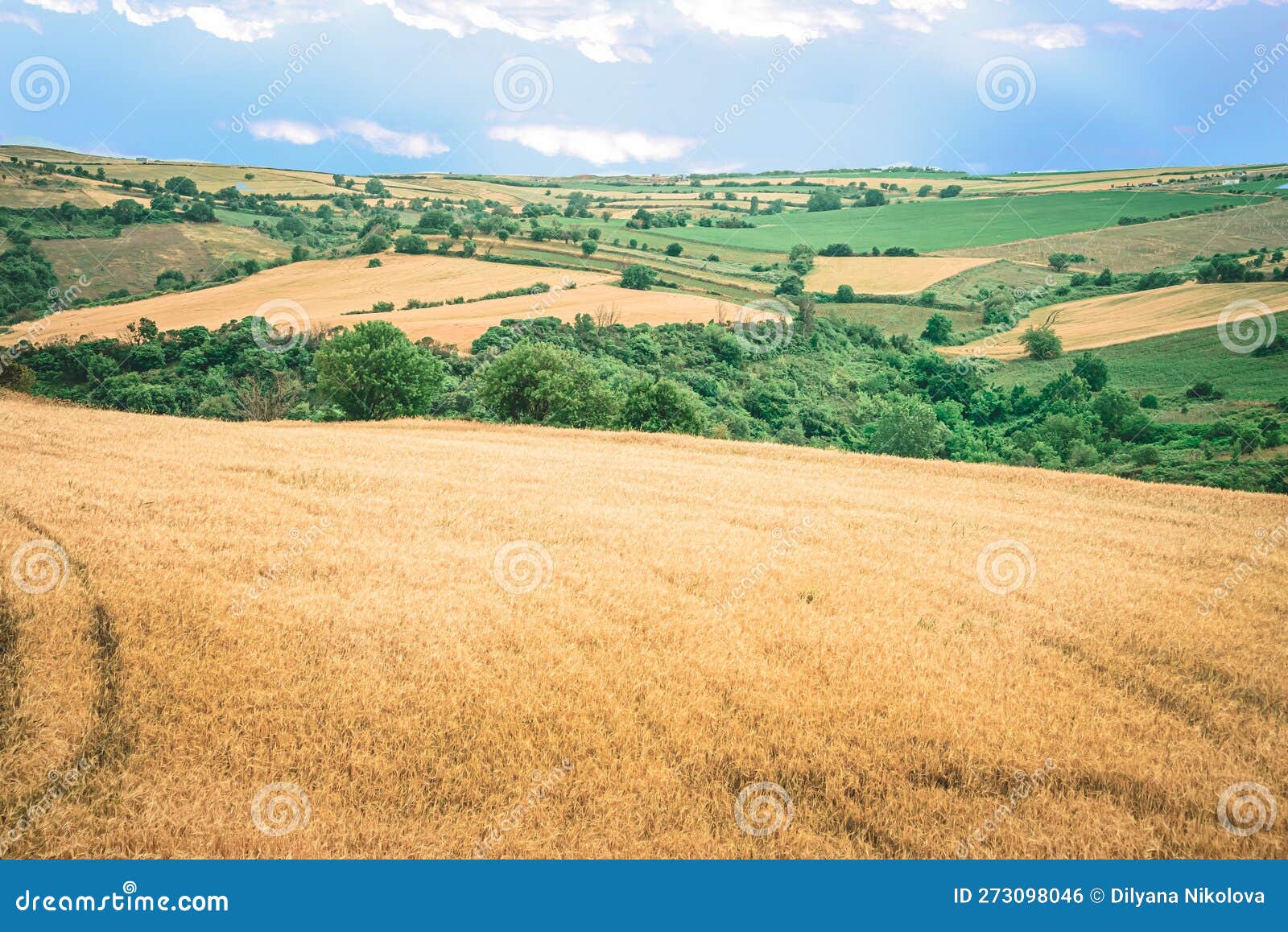 Panoramic View of a Boundless Golden Wheat Field Ready for Harvesting ...