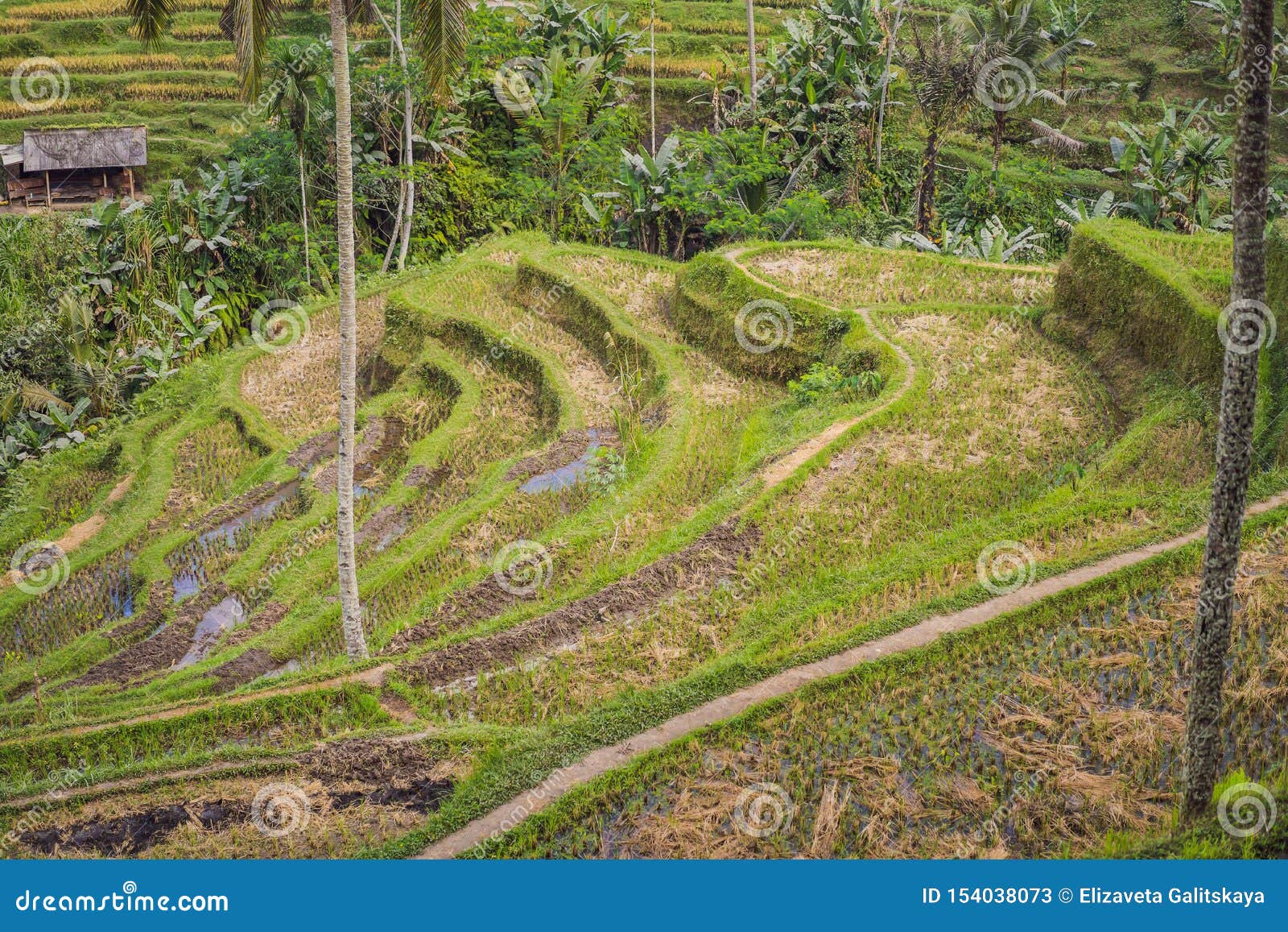 Panoramic View of the Cascading Rice Terraces Stock Image - Image of ...
