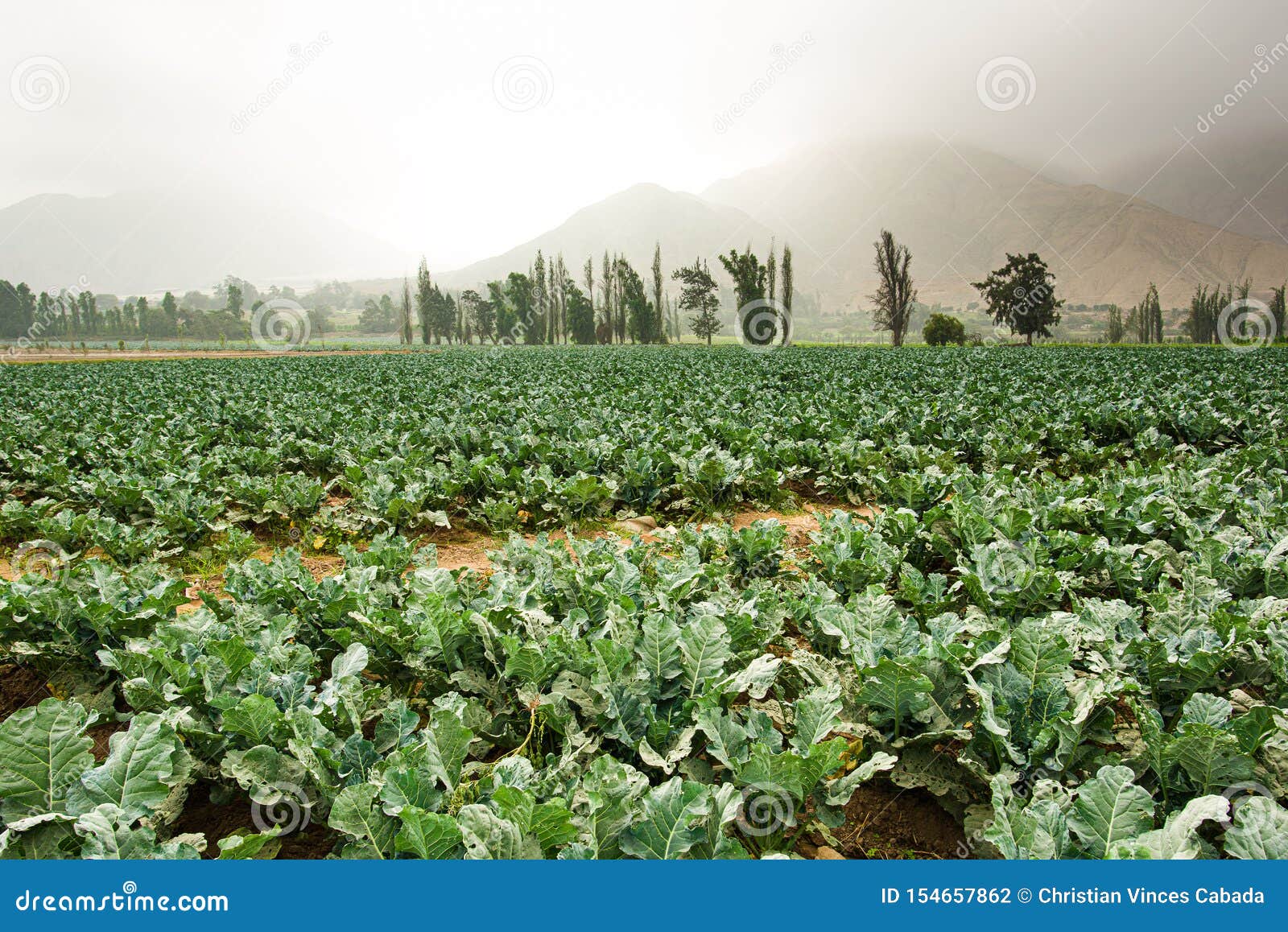 Cauliflower Fields in the Highlands Stock Photo - Image of cauliflower ...