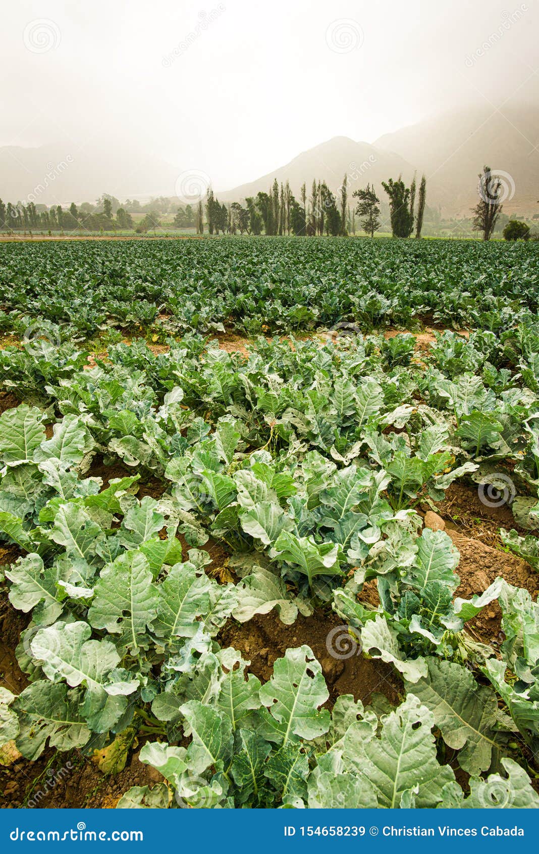 Cauliflower Fields in the Highlands Stock Image - Image of economic ...