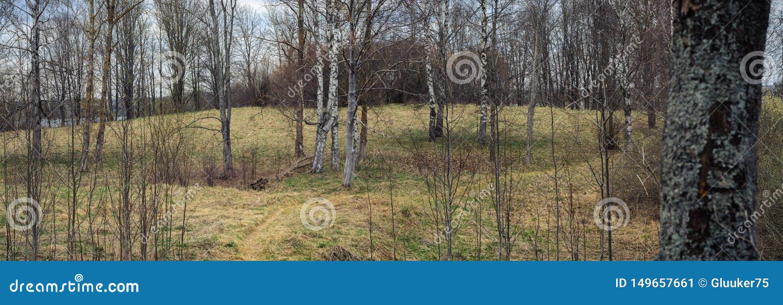 Panoramic View of the Coastal Spring Sparse Forest with Bare Trees ...