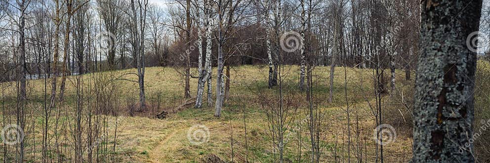 Panoramic View of the Coastal Spring Sparse Forest with Bare Trees ...