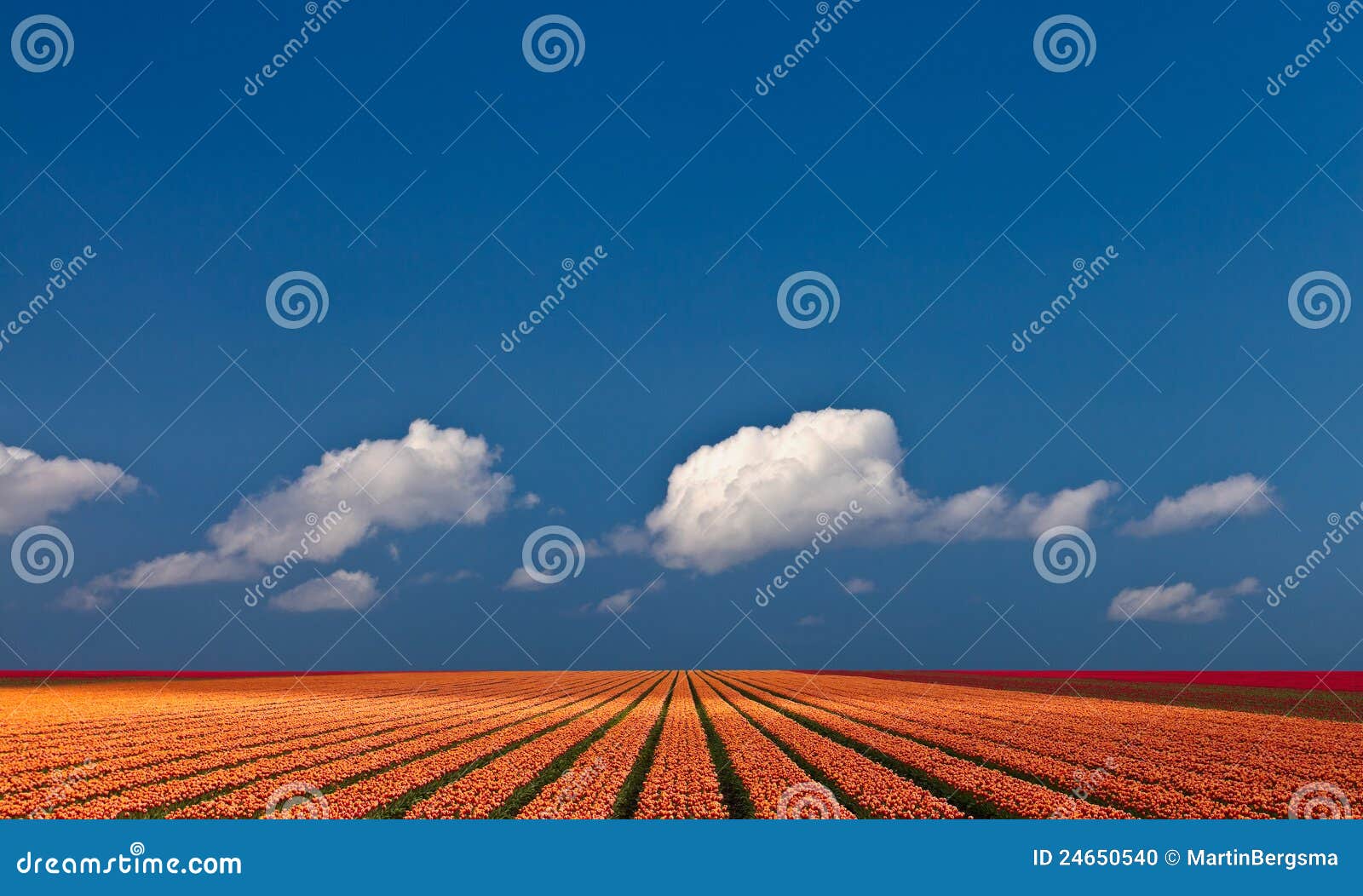 Panoramic View of a Colorful Field with Tulips Stock Photo - Image of ...