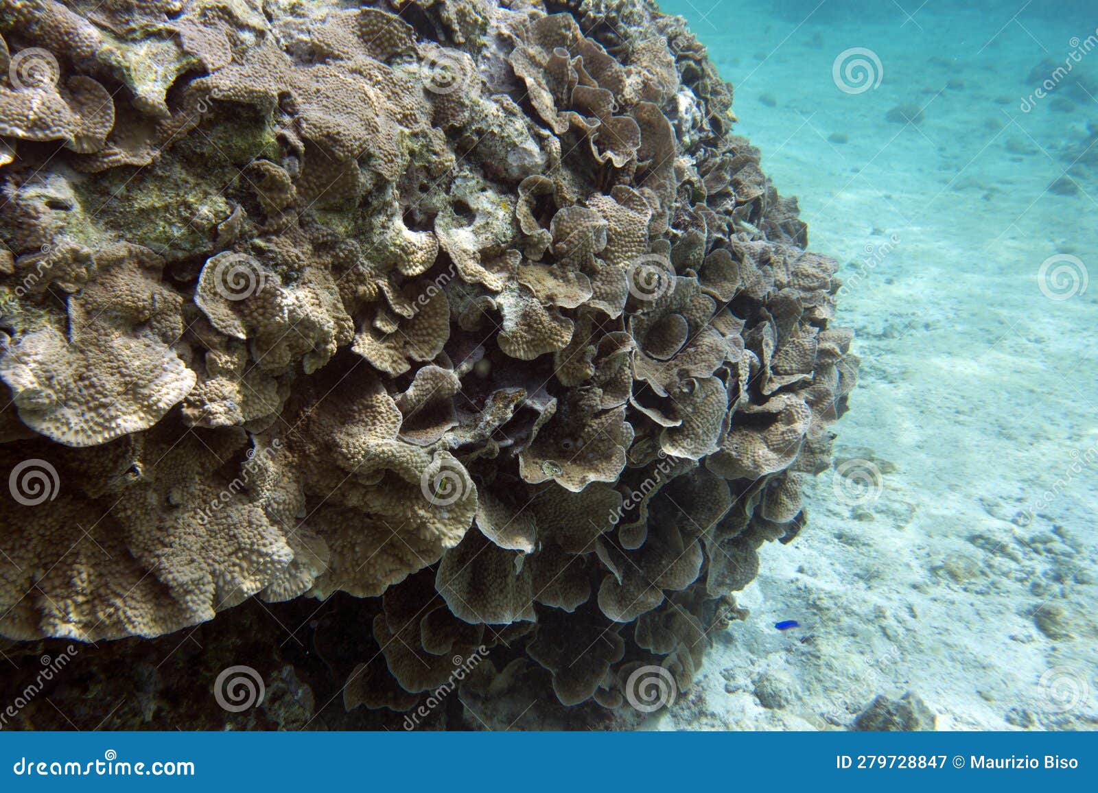 Panoramic view of corals stock image. Image of blue - 279728847
