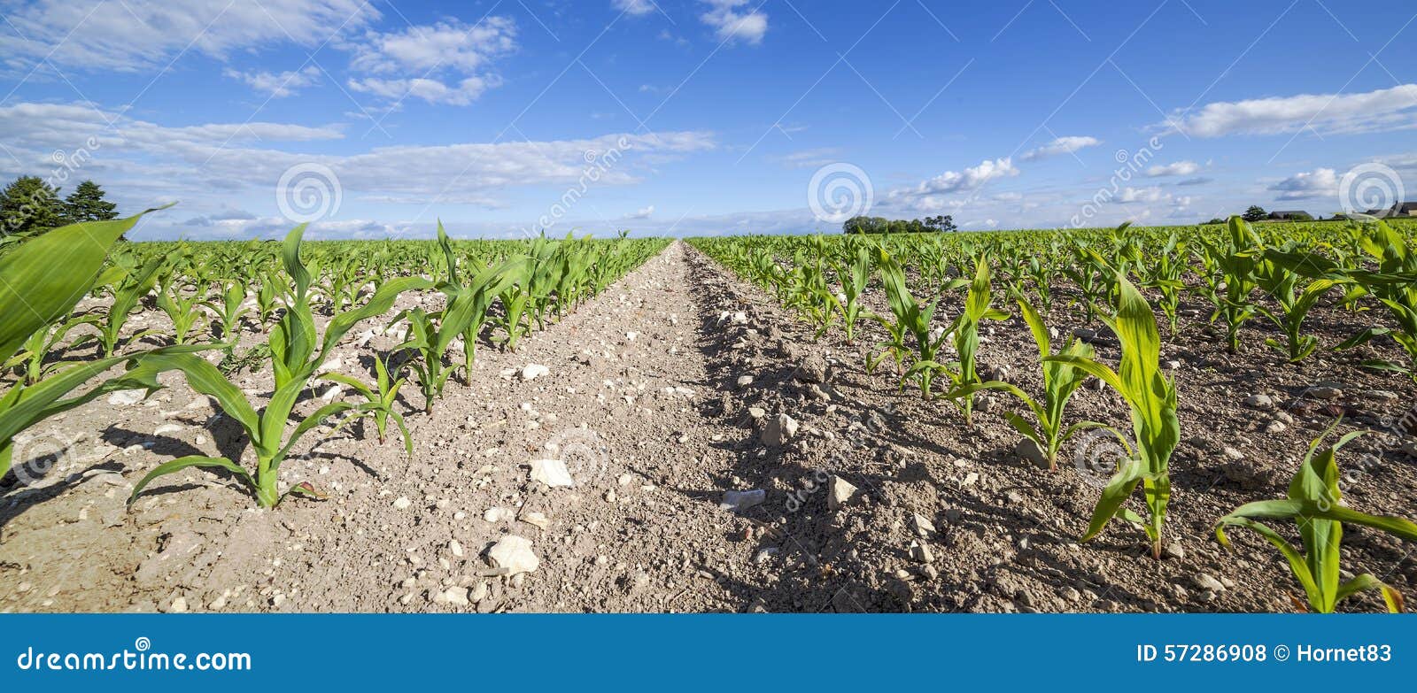 Panoramic View of Corn Field Early Season Stock Photo - Image of summer ...