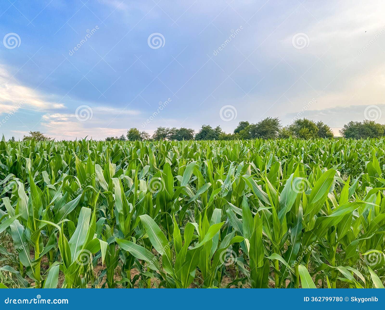 Panoramic View of Corn Field Plantation Growing Up. Stock Photo - Image ...