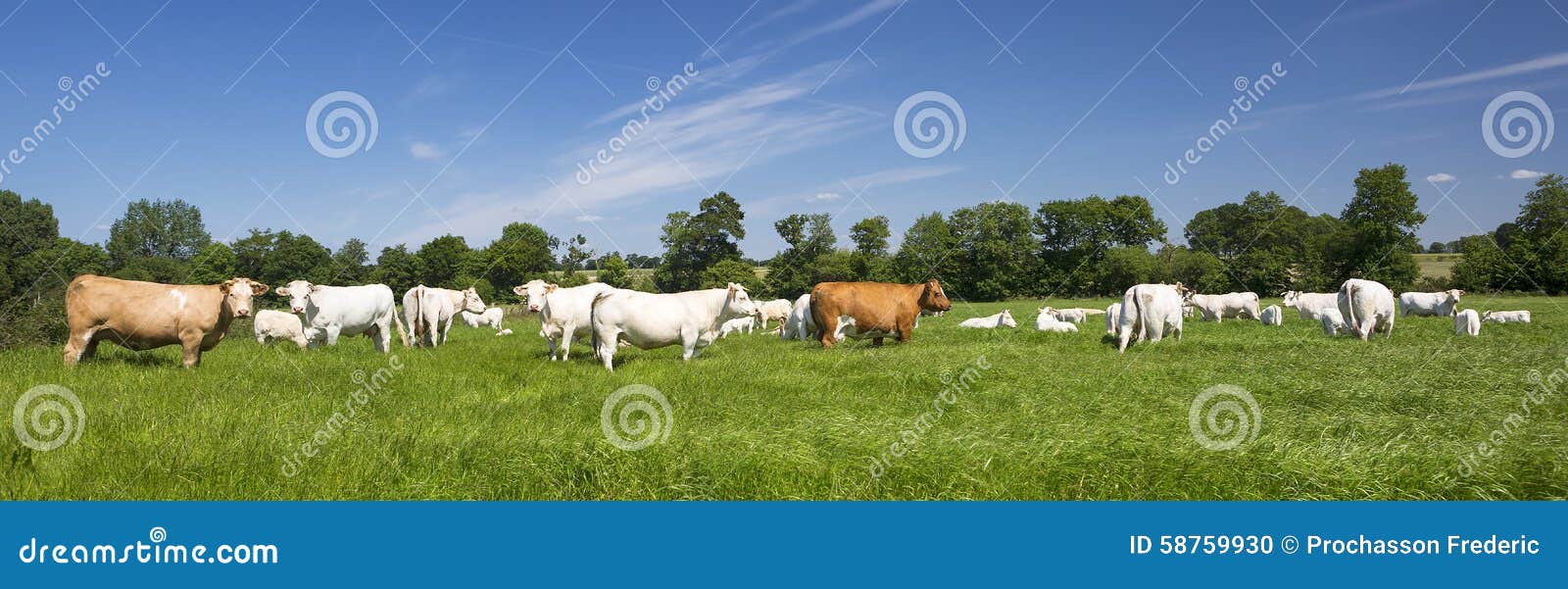 Panoramic view of cows stock photo. Image of panorama - 58759930