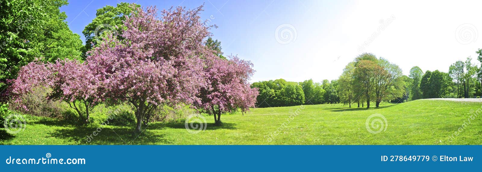 Panoramic View of Crab Apple Trees in Full Bloom in Springtime Stock ...