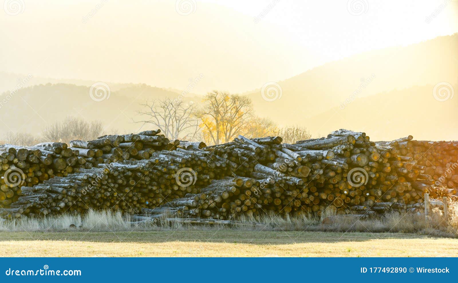 Panoramic View of Cut Pieces of Wood Covered in Mild Snow with Trees on ...