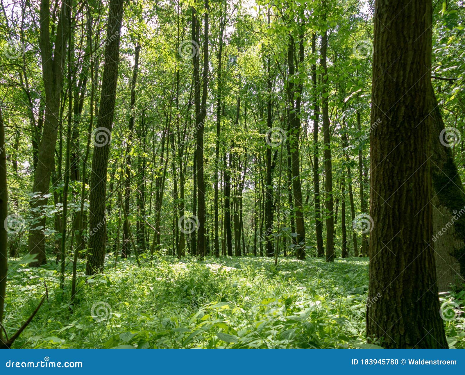 Panoramic View into the Deciduous Forest in Spring Stock Photo - Image ...