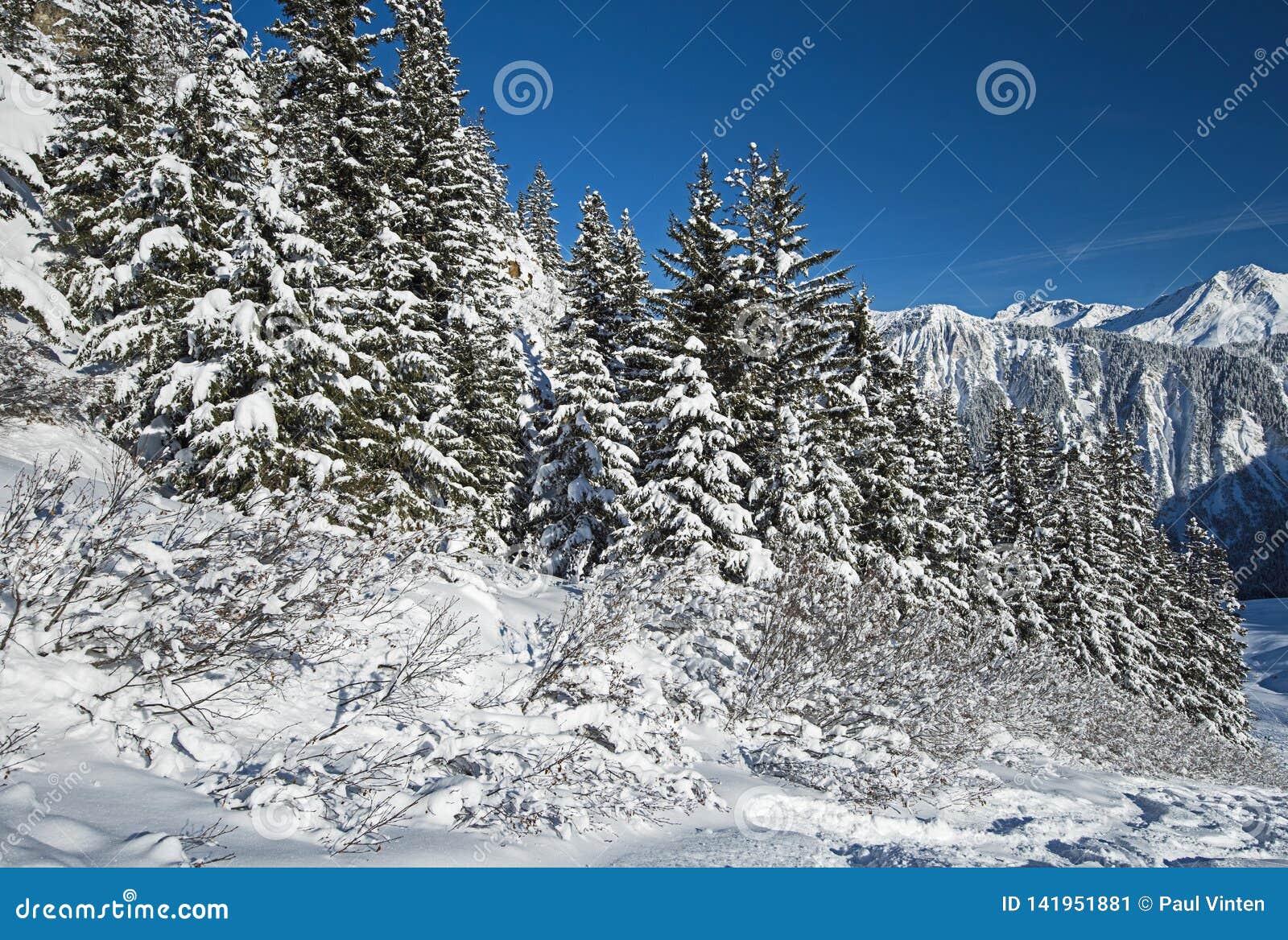 Panoramic View Down an Alpine Mountain Valley with Conifer Trees Stock ...