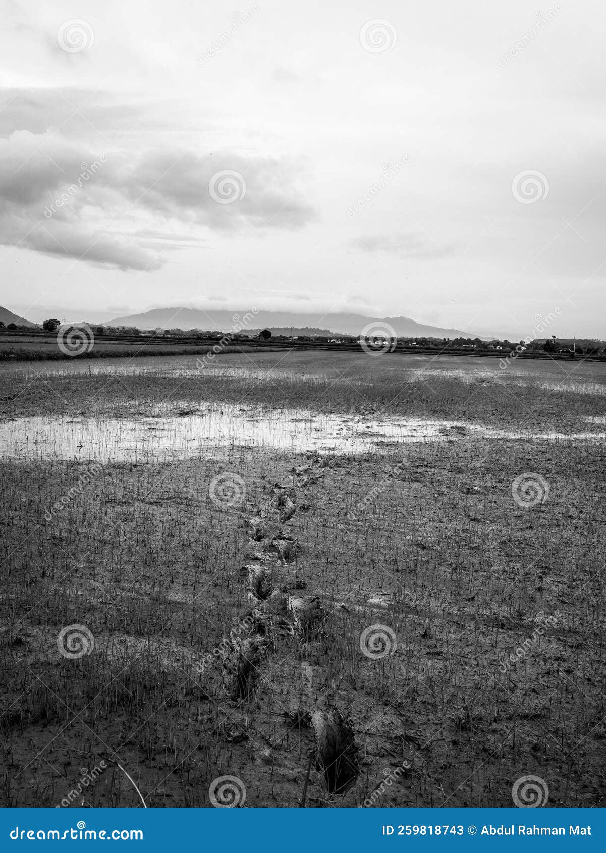 Panoramic View of a Dried Paddy Field Stock Image - Image of paddy ...