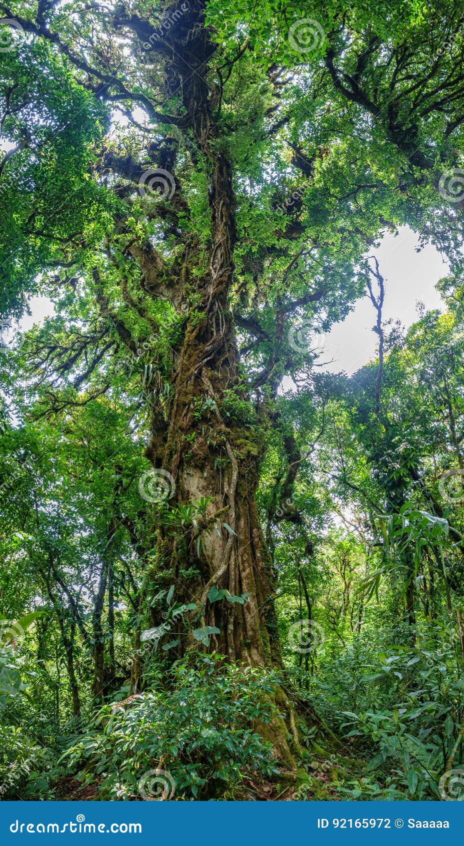 Panoramic View of Entire Tree in the Forest Stock Photo - Image of ...