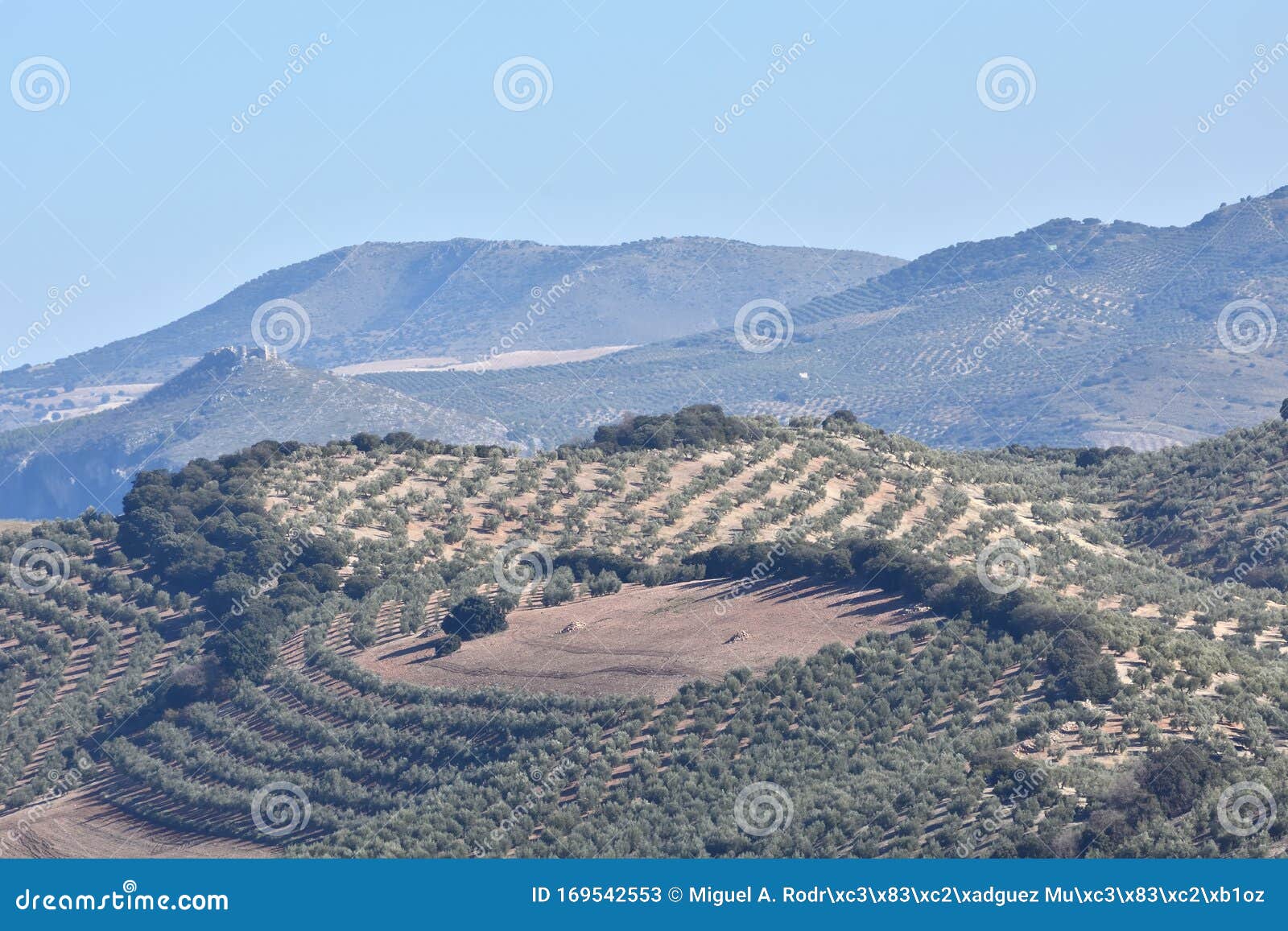 Panoramic View of Extensive Olive Fields Stock Image - Image of ...