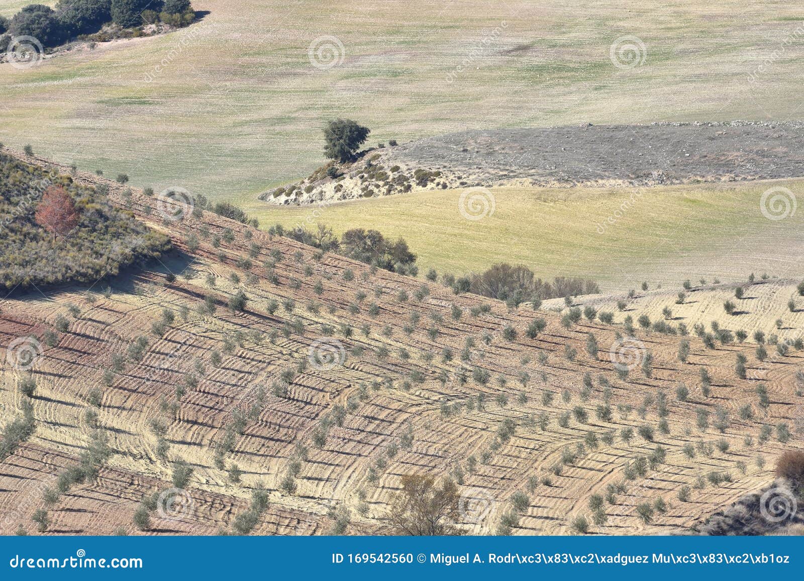 Panoramic View of Extensive Olive Fields Stock Photo - Image of ...