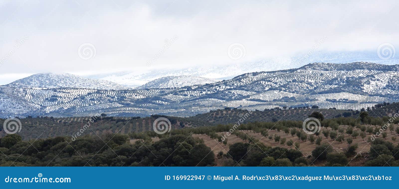 Panoramic View of Extensive Olive Fields after a Winter Snowfall Stock ...