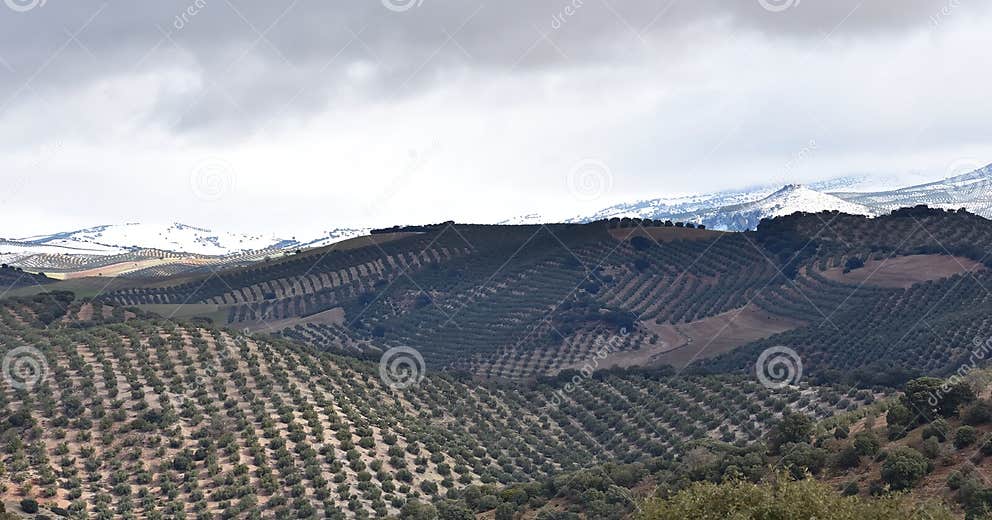 Panoramic View of Extensive Olive Fields after a Winter Snowfall Stock ...