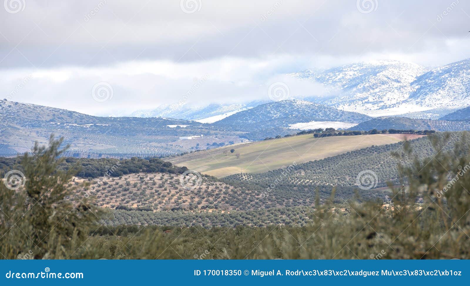 Panoramic View of Extensive Olive Fields after a Winter Snowfall Stock ...