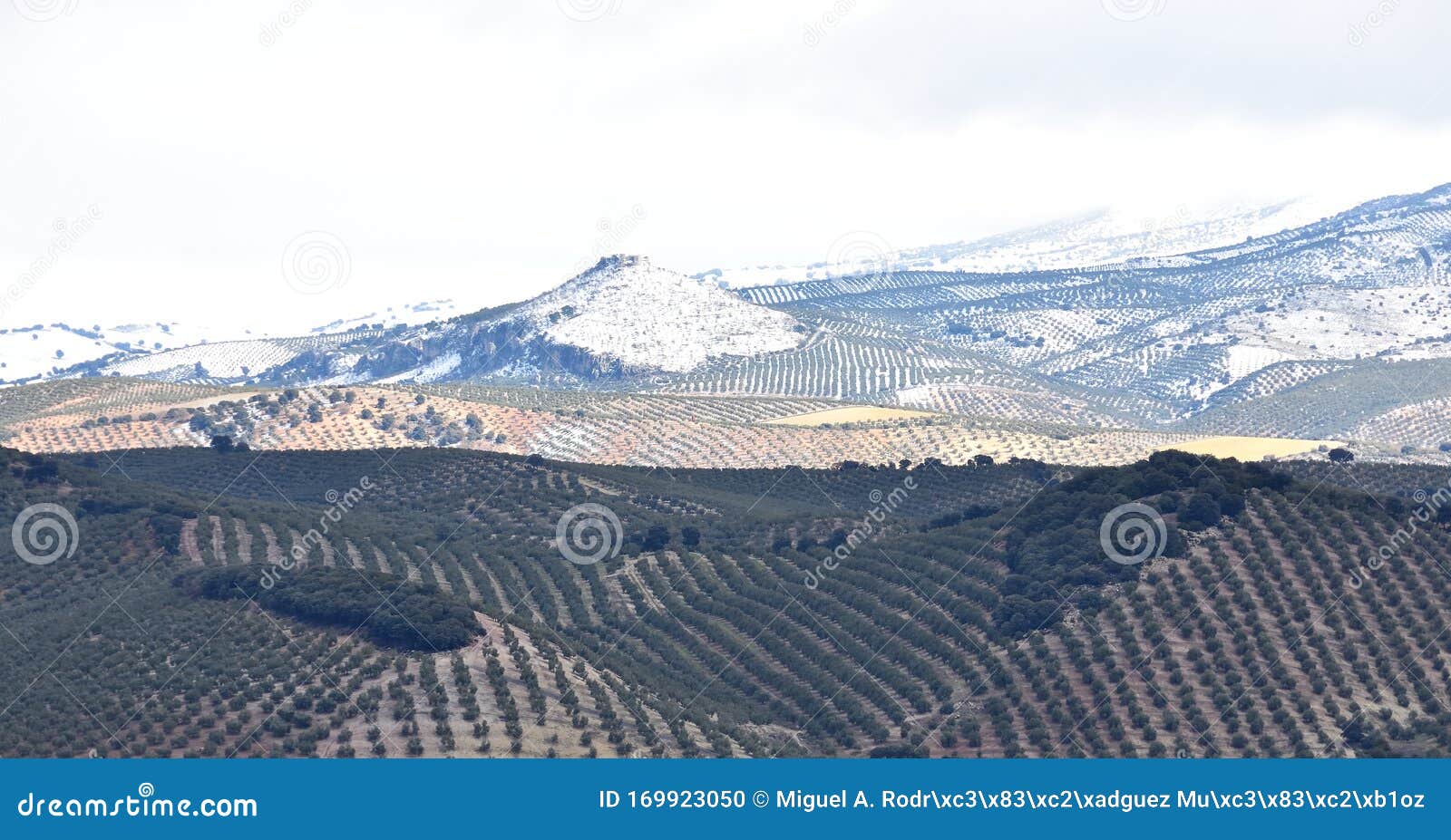 Panoramic View of Extensive Olive Fields after a Winter Snowfall Stock ...