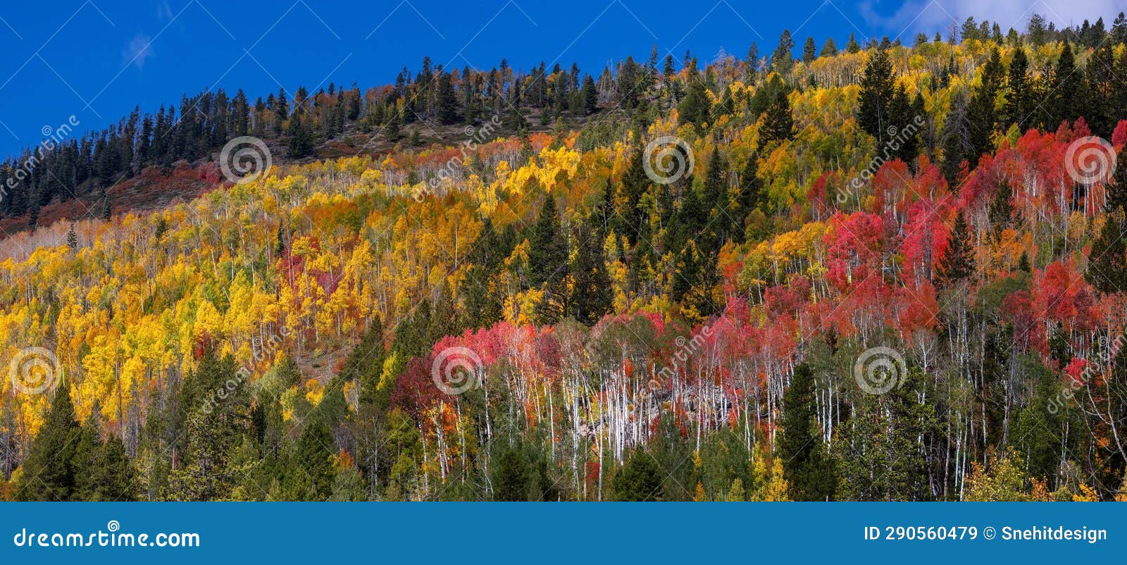 Fall Foliage at Foot Hills in Wasatch Cache National Forest, Utah Stock ...