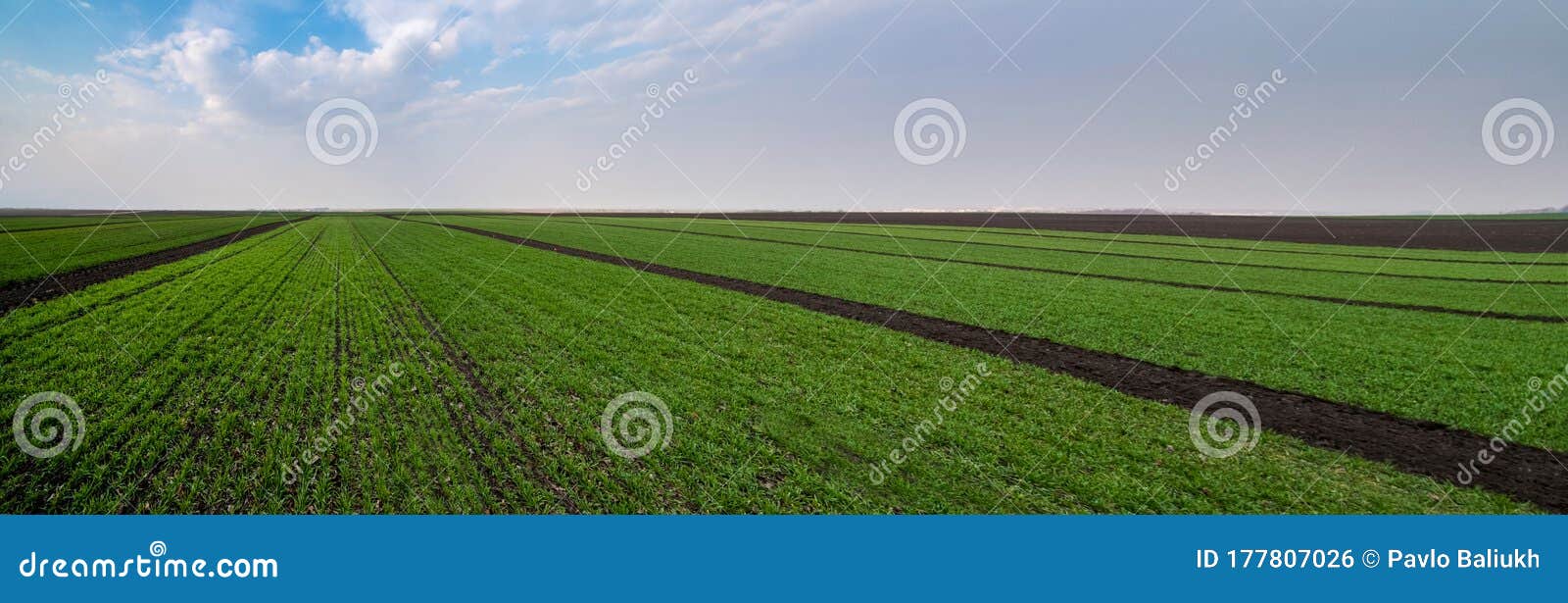 Panorama of Field Divided into Sectors by Wheat Varieties Stock Photo ...