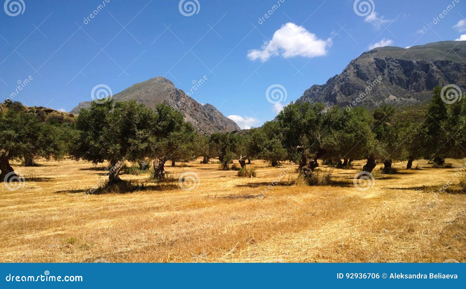 Panoramic View of Field with Growing Olive Trees and Mountains in the ...