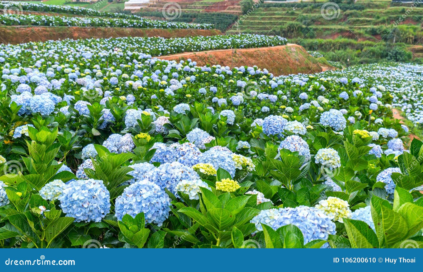 Panoramic View of the Field of Hydrangea Flowers Seen from Above Stock ...