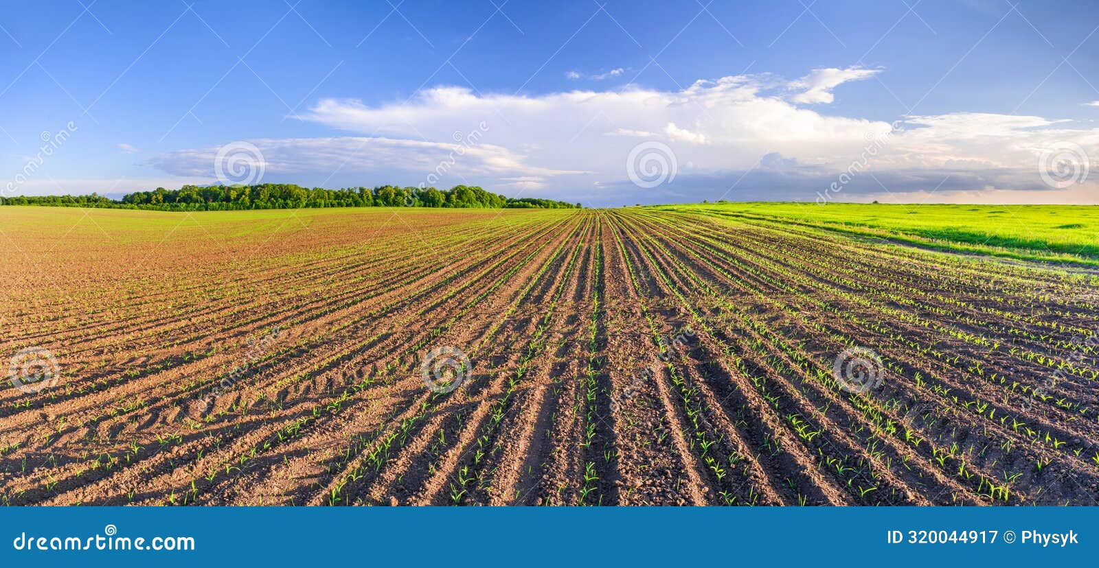 Rows Of Young Trees Stock Photo | CartoonDealer.com #5261652