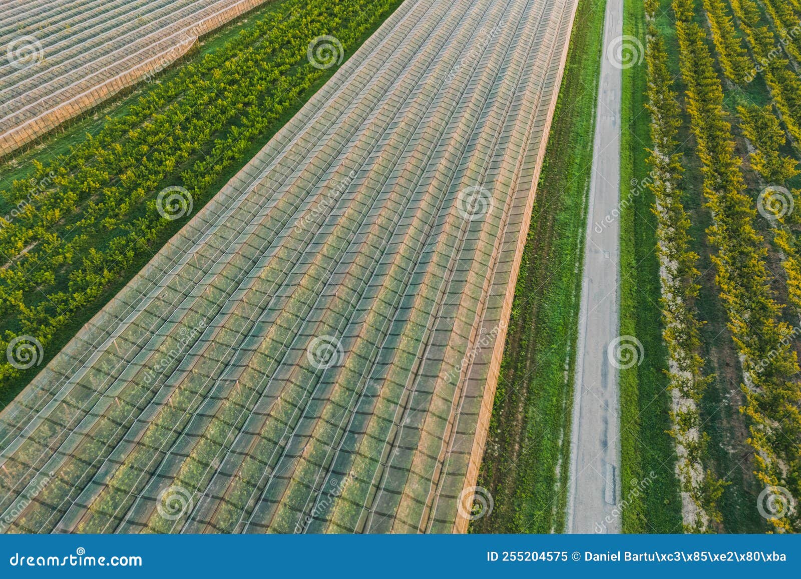 Panoramic View on Fields with a Hail Protection Net, Apple Trees, Pear ...