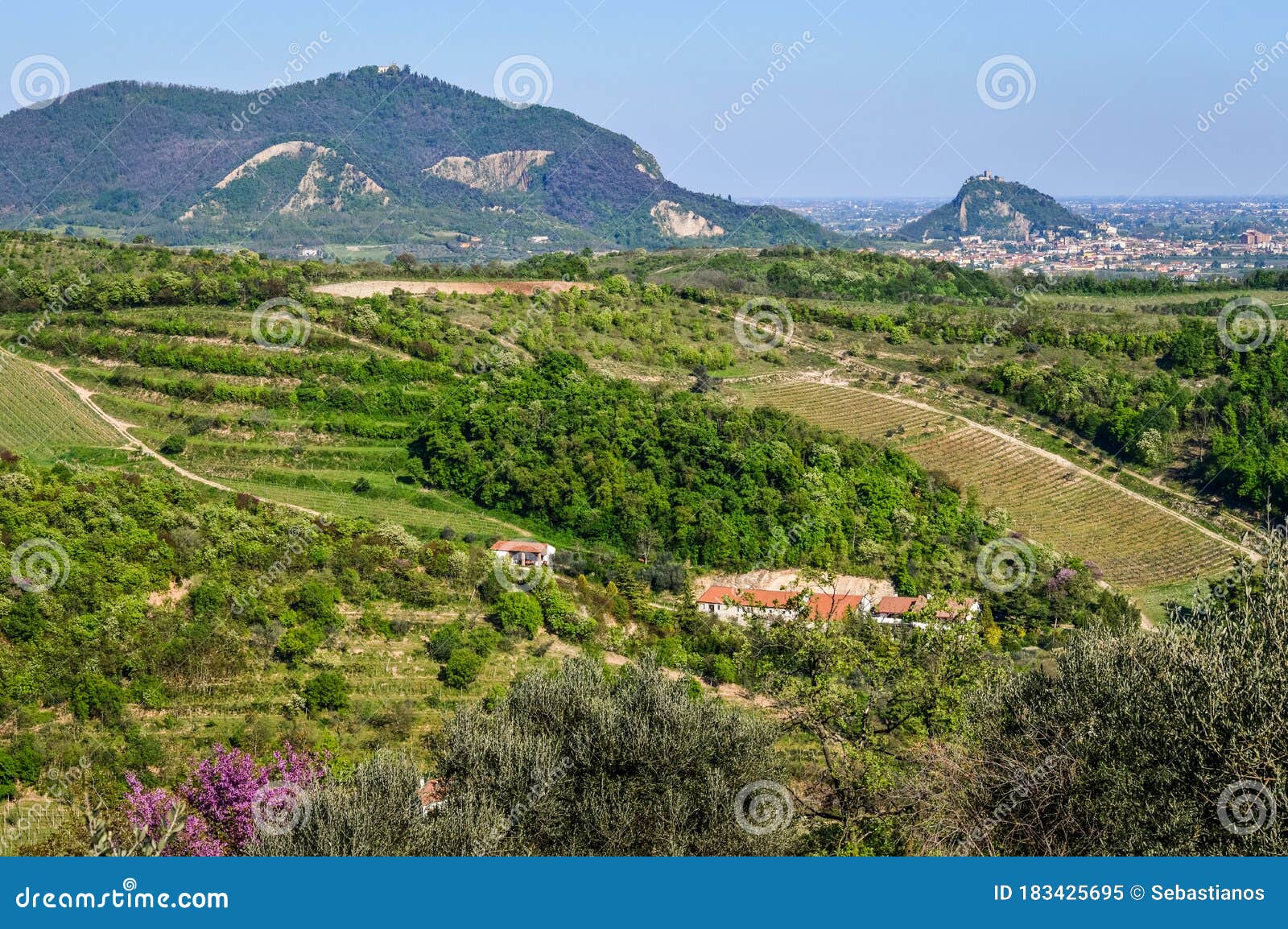 Panoramic View of the Fields and Vineyards on the Euganean Hills, Near ...