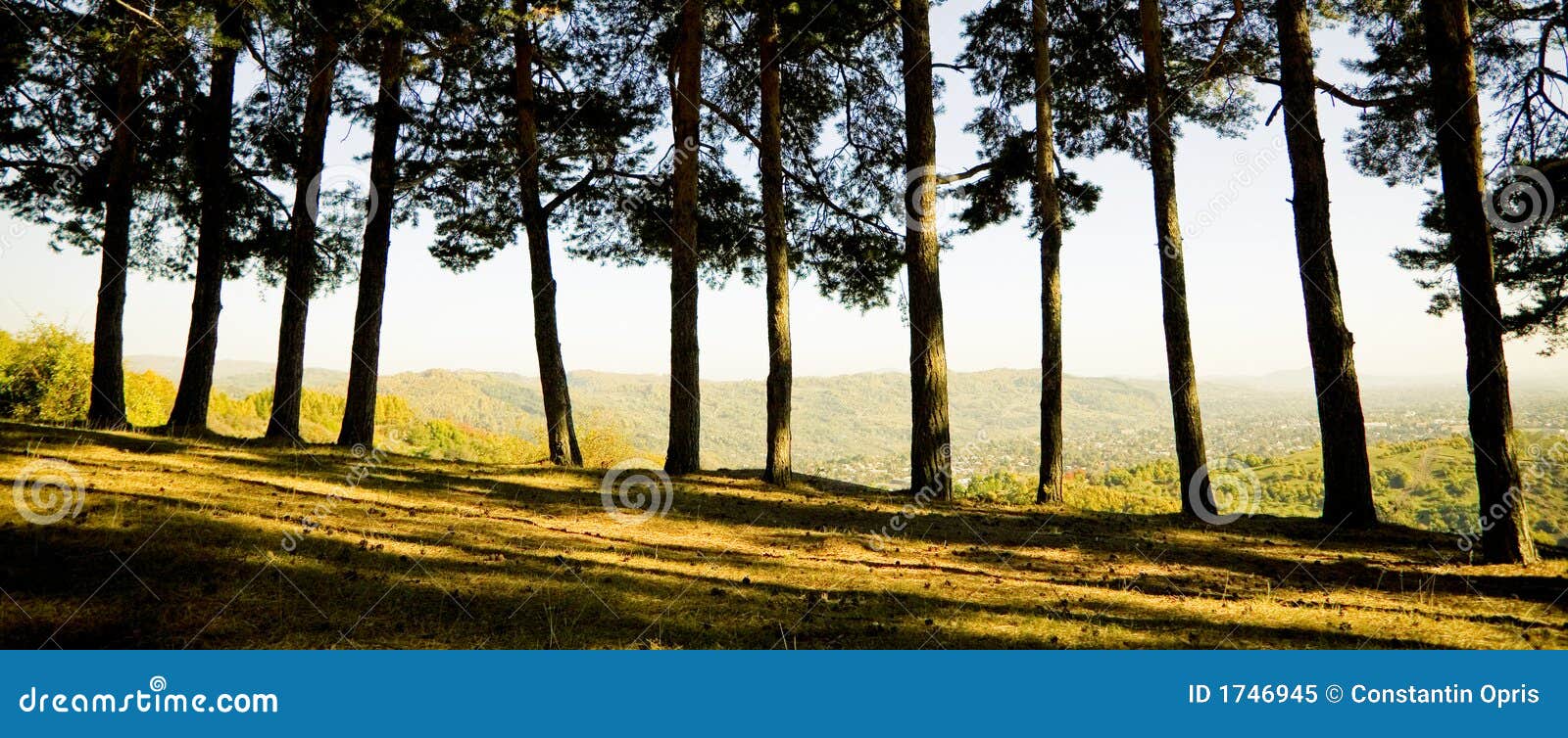 Panoramic view of forest stock image. Image of lofty, peaceful - 1746945