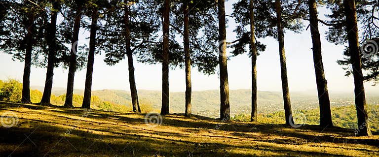 Panoramic view of forest stock image. Image of lofty, peaceful - 1746945