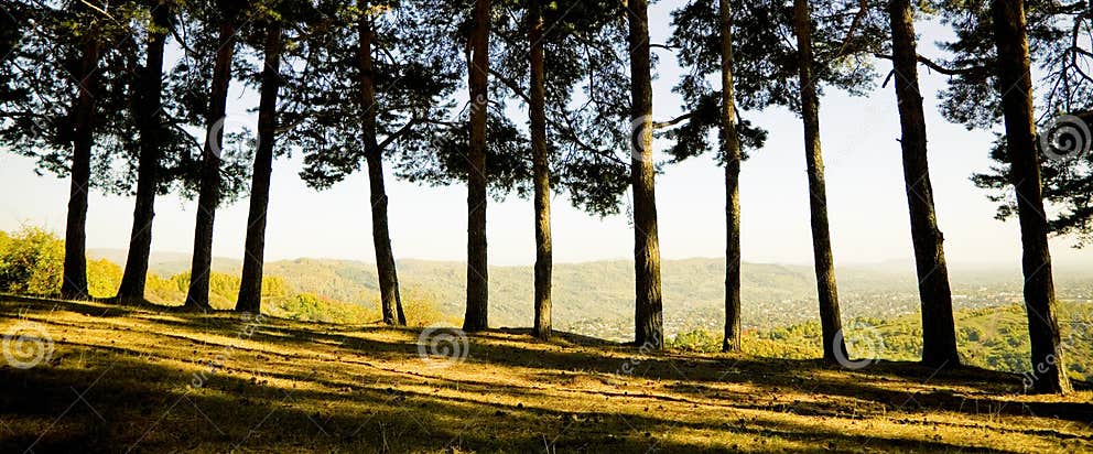 Panoramic view of forest stock image. Image of lofty, peaceful - 1746945