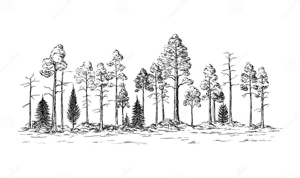 Panoramic View of the Forest from Different Trees Stock Vector ...