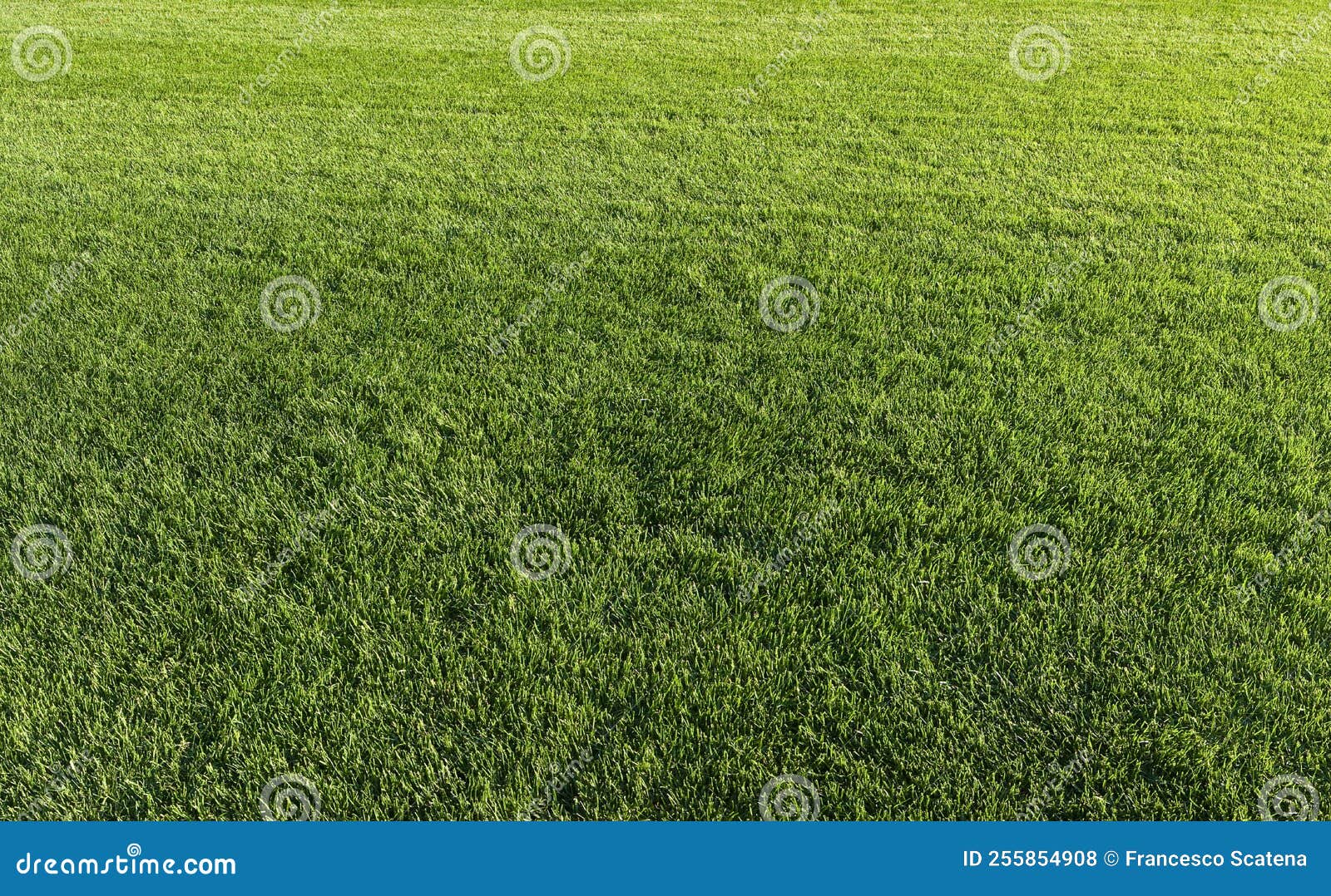 Panoramic View of a Fresh Green Mowed Lawn Stock Photo - Image of field ...