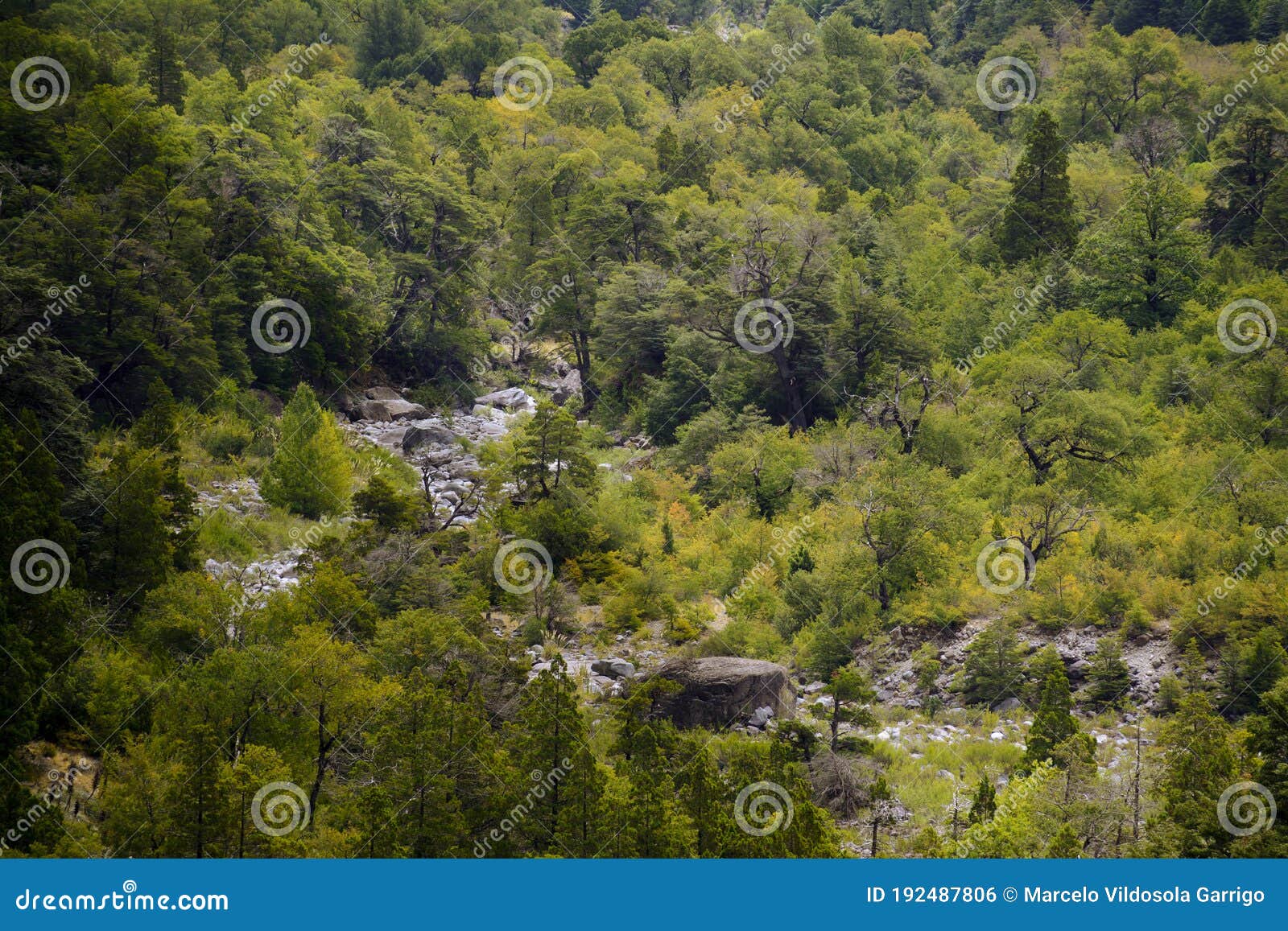 Temperate Forest in the Mountains Stock Photo - Image of mountain ...