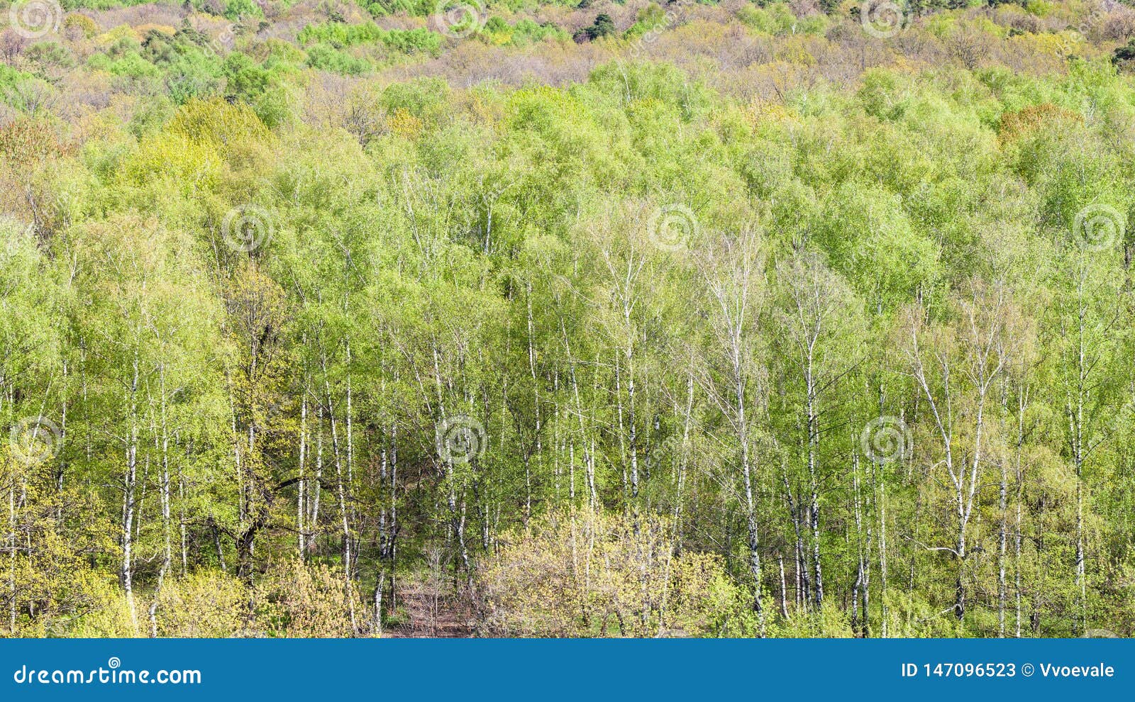 Panoramic View of Green Trees in Forest in Spring Stock Image - Image ...