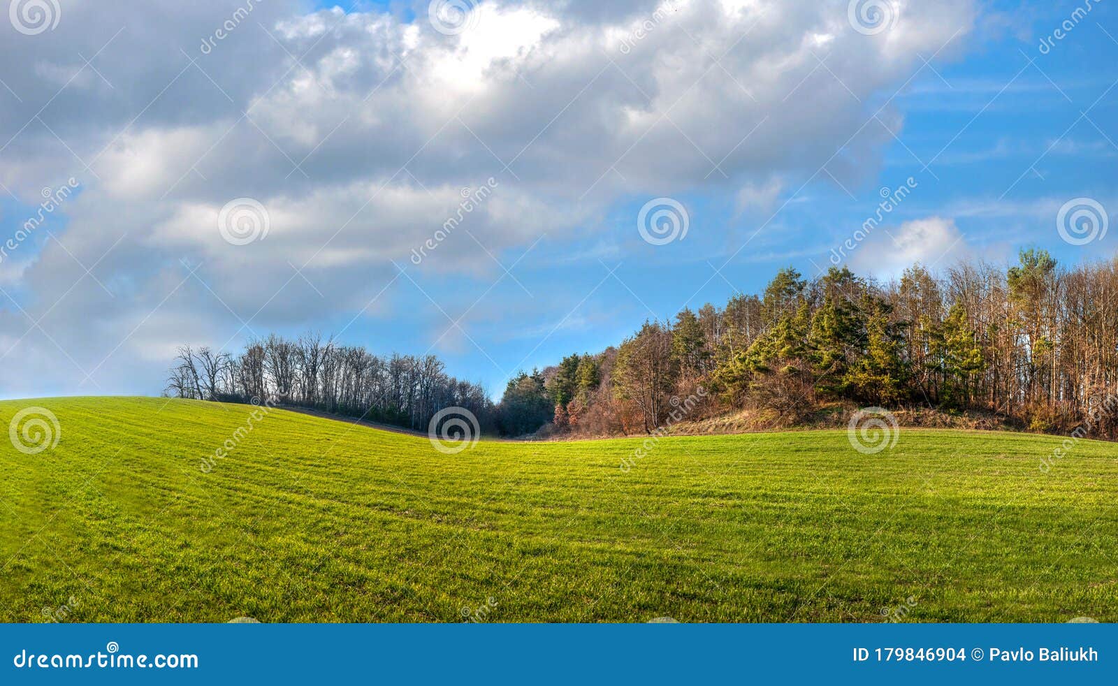 Panoramic View Hilly Terrain of Fields with Winter Wheat Near Pine ...