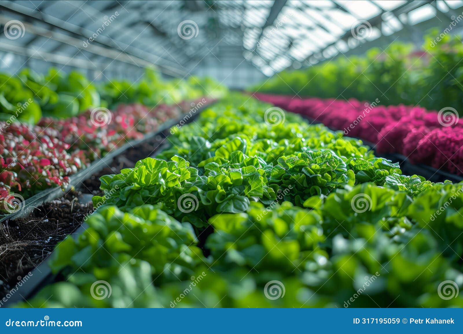 A Panoramic View of a Large-scale Hydroponics Farm Inside a Greenhouse ...