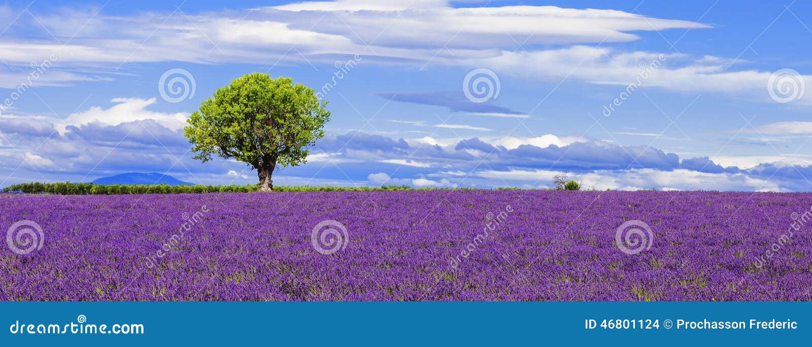 Panoramic View of Lavender Field with Tree Stock Photo - Image of ...