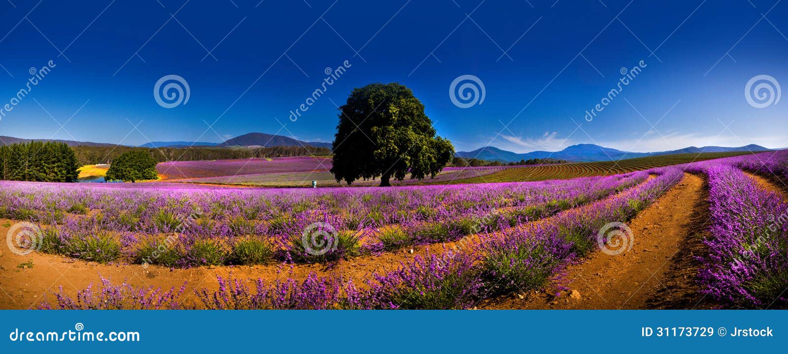 Panoramic View of Lavender Fields Stock Image - Image of lavender, tree ...