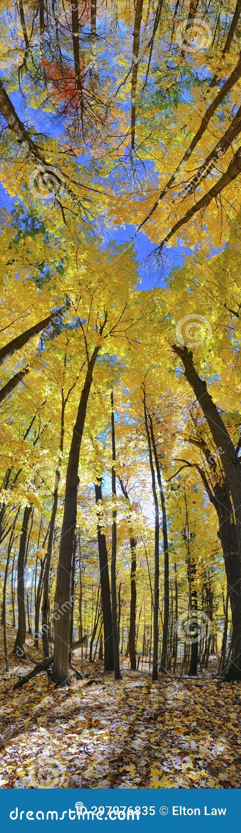 Panoramic View of the Maple Tree Forest in Autumn Stock Image - Image ...