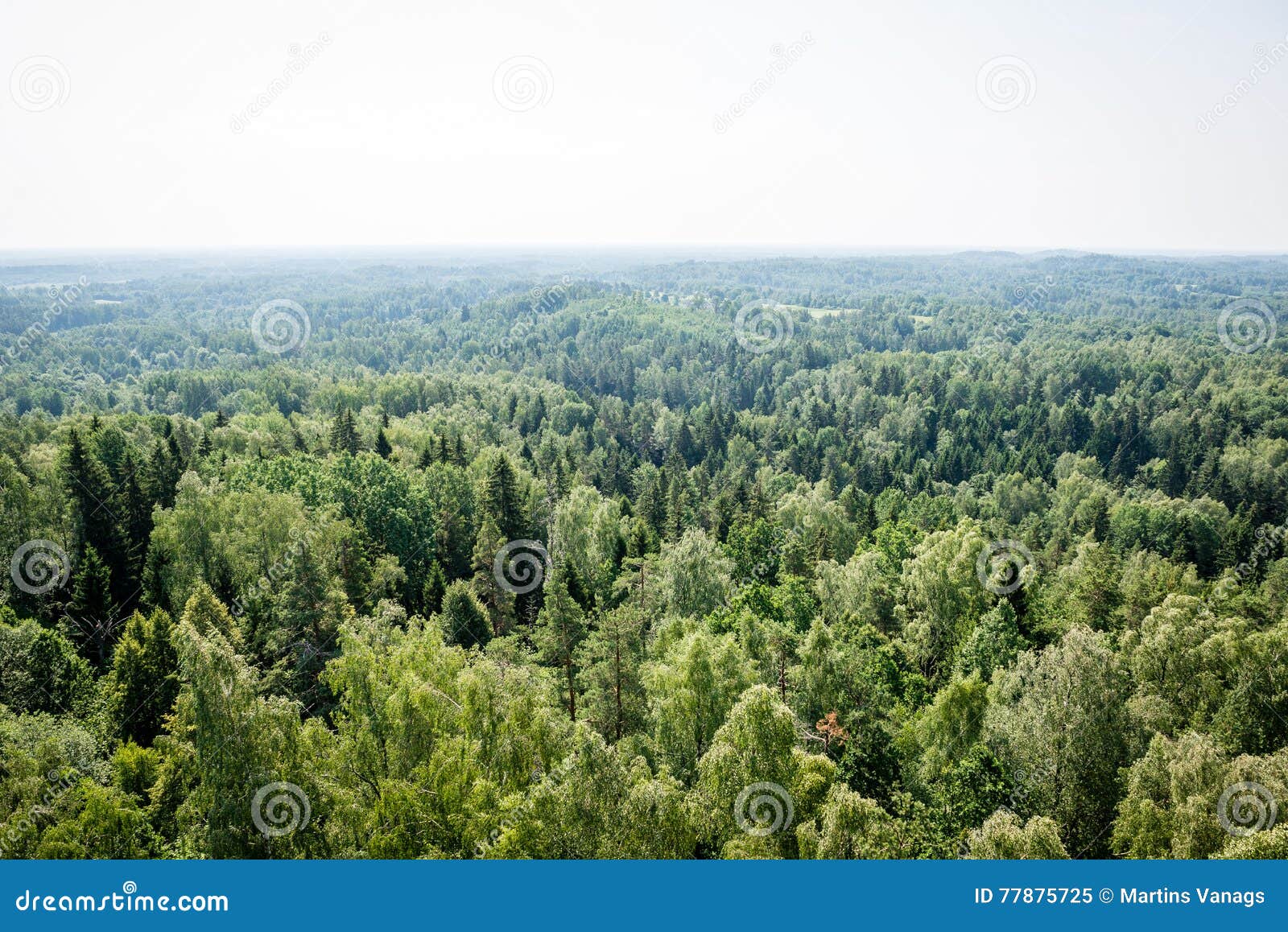 Panoramic View of Misty Forest. Far Horizon Stock Image - Image of ...