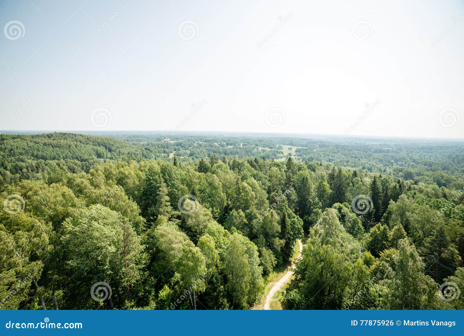 Panoramic View of Misty Forest. Far Horizon Stock Photo - Image of ...