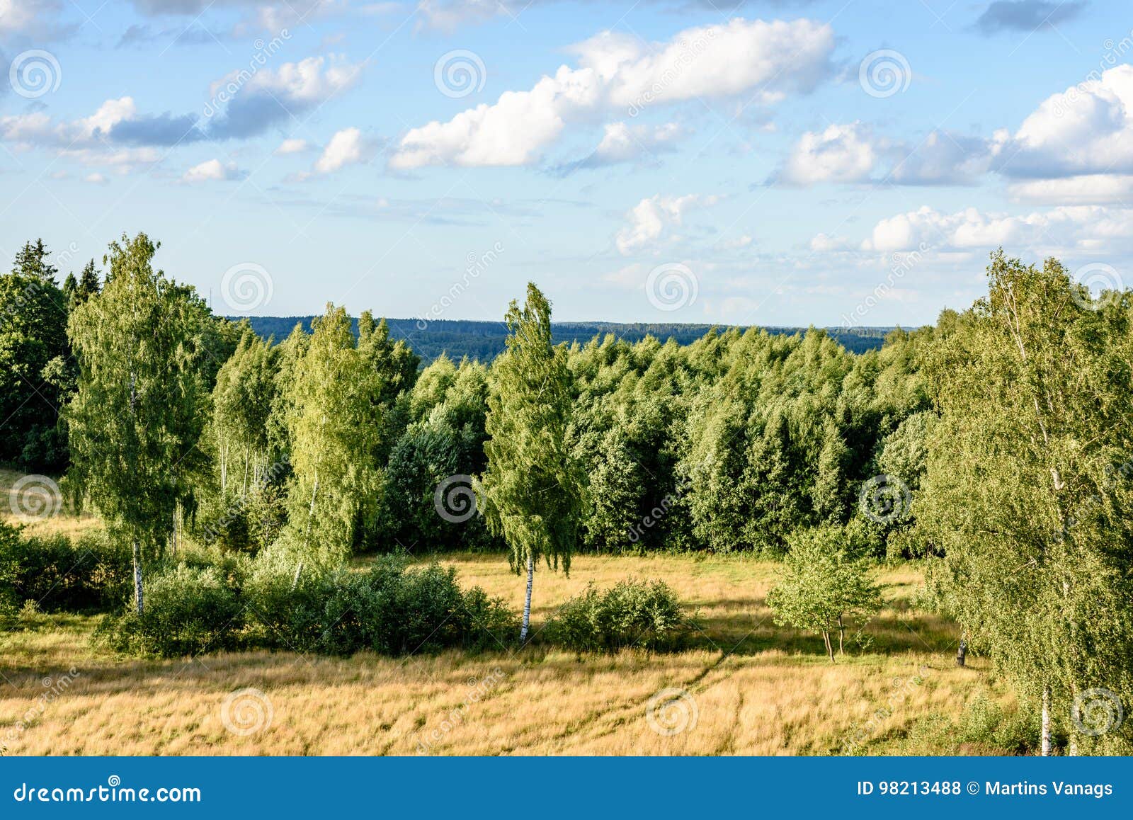 Panoramic View of Misty Forest. Far Horizon Stock Photo - Image of ...